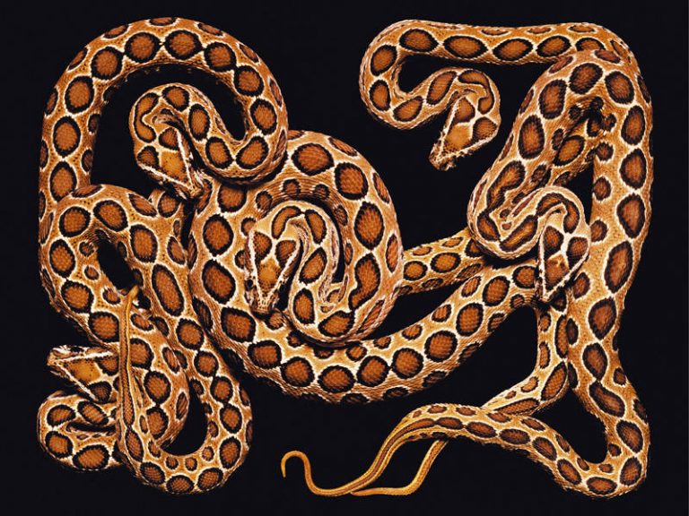 Las 10 serpientes más hermosas del mundo | Levantese Mijo