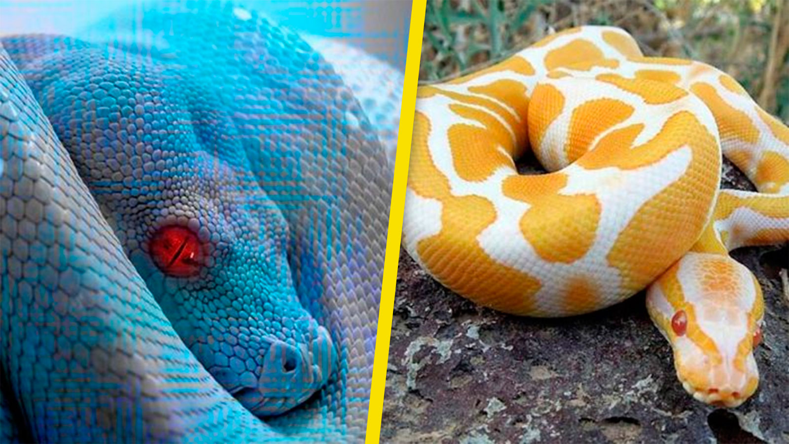 Las 10 serpientes más hermosas del mundo | Levantese Mijo