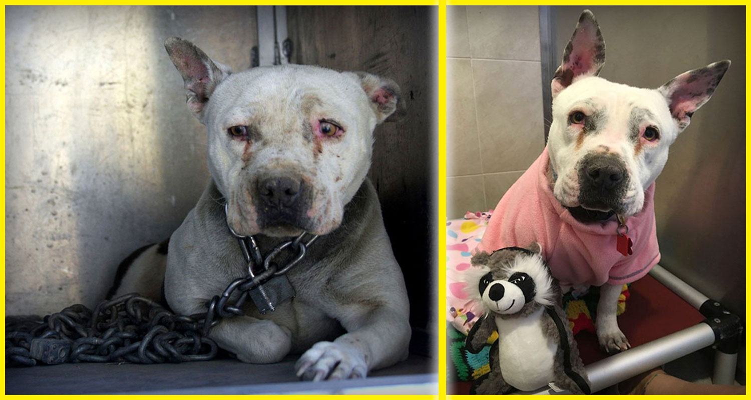 Perro que pasó toda su vida encadenado por fin sabe lo que es ser un ...